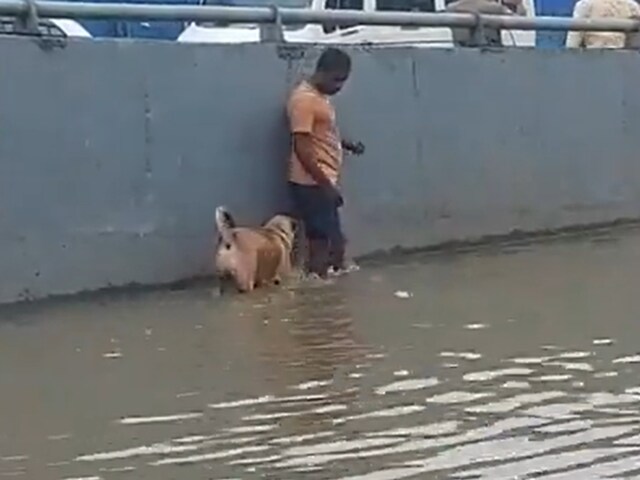 Watch: Man Guiding Dog Through Flooded Road In Bengaluru Is Prime Example Of 'Kindness In ...