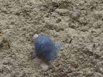 WATCH: Unidentified Mysterious 'Blue Goo' Creature Spotted in the ...