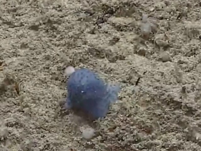 WATCH: Unidentified Mysterious 'Blue Goo' Creature Spotted in the ...