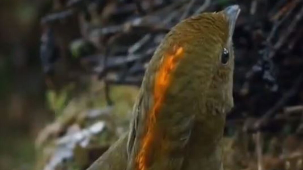 WATCH: Bowerbird Mimics Sound of Kids Playing, Dogs Barking in Incredible Video - News18