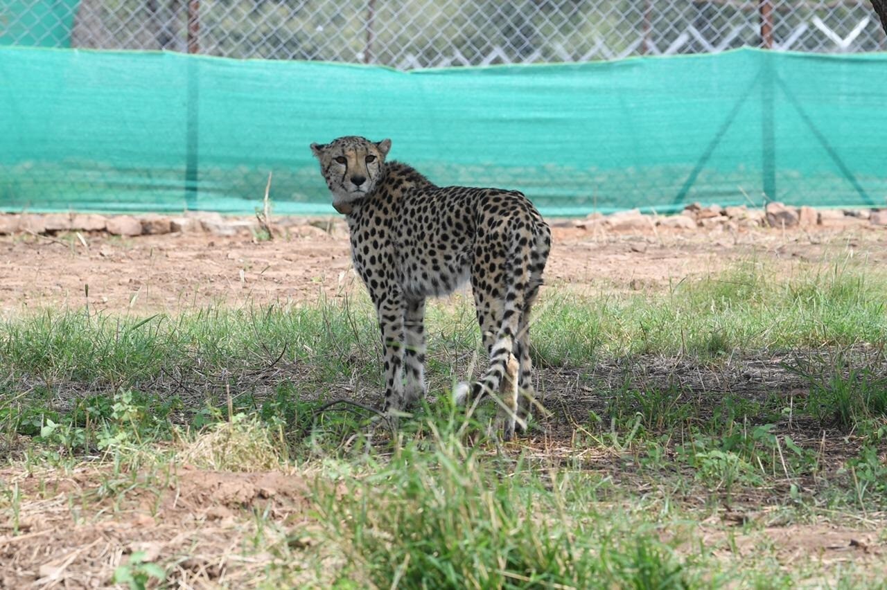 Cheetahs Return to India: PM Releases Big Cats at Kuno National Park on ...