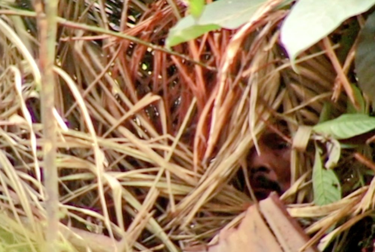 Tribe Killed, Amazon Man Who Lived Alone for 20 Yrs Dies. His Life ...