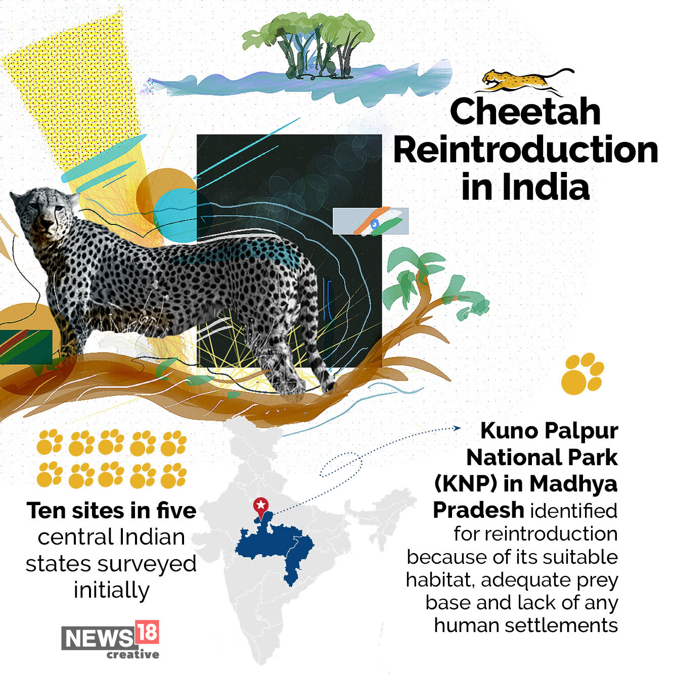 Cheetahs Back in India: The Story of Cheetahs’ Extinction, Peek into ...