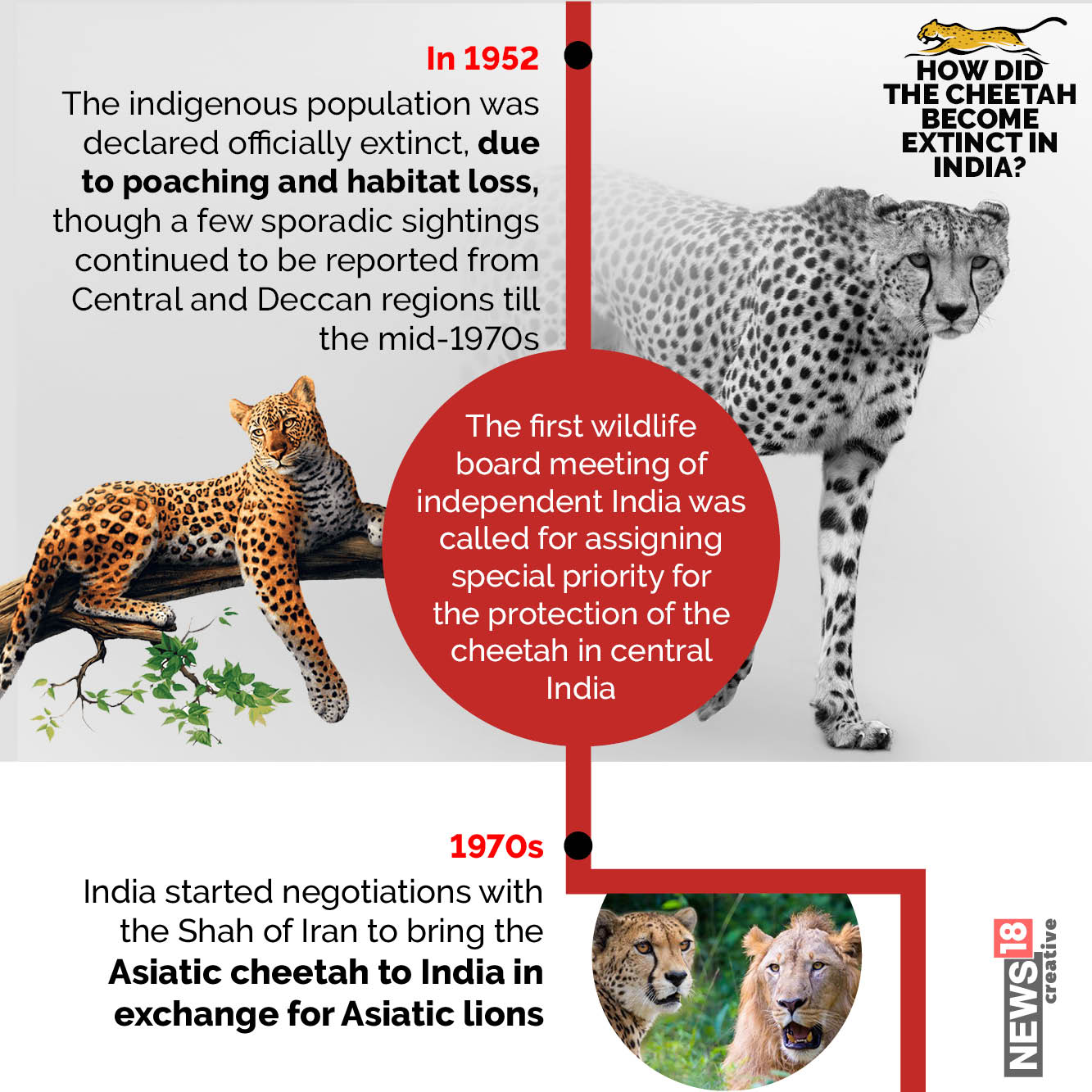 Cheetahs Back in India: The Story of Cheetahs’ Extinction, Peek into ...