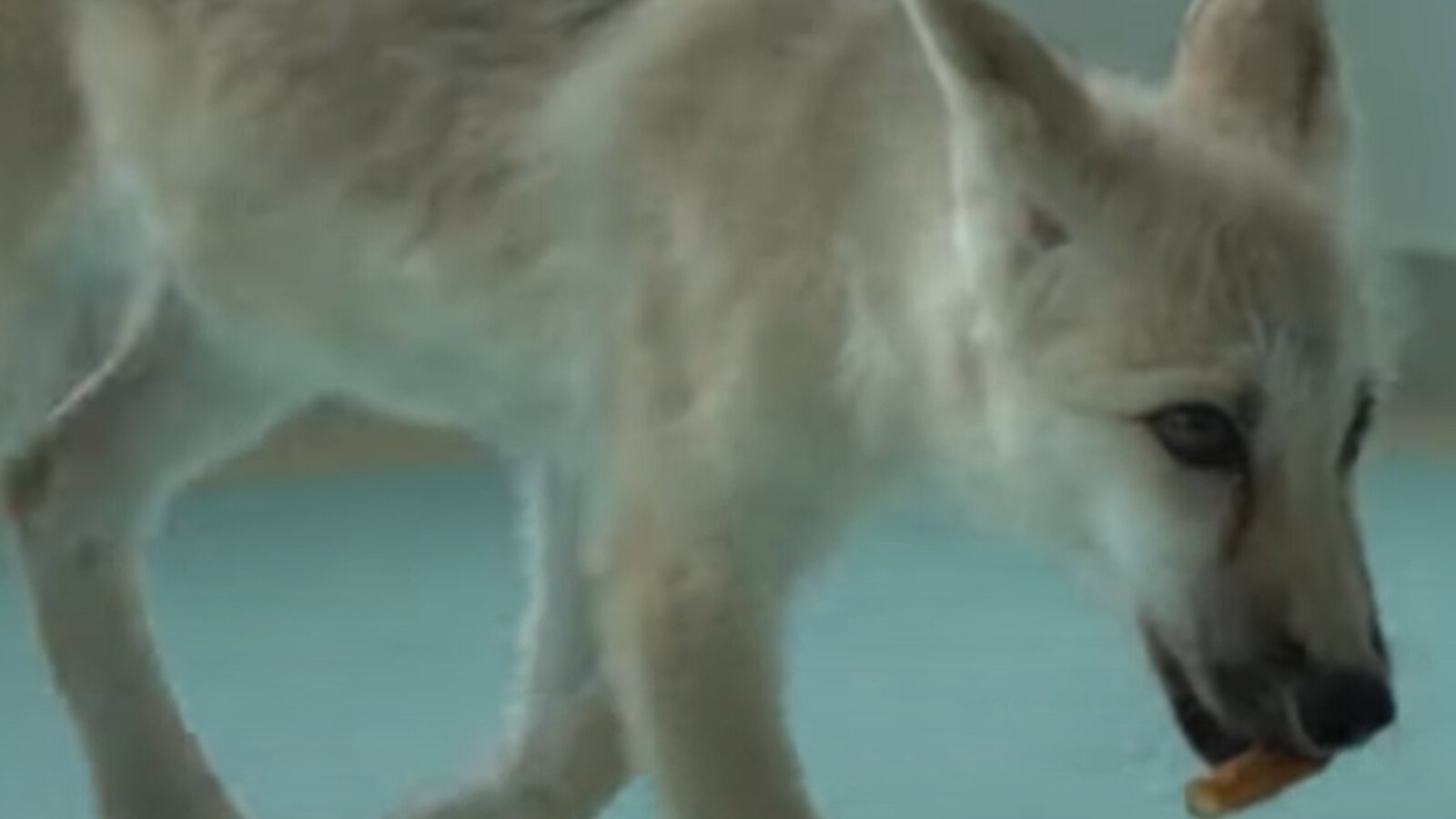 Scientists in China Create World's First Cloned Arctic Wolf | Buzz News ...