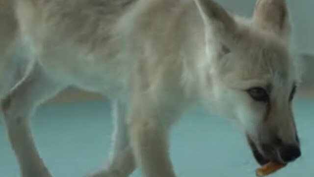 Scientists in China Create World's First Cloned Arctic Wolf - News18