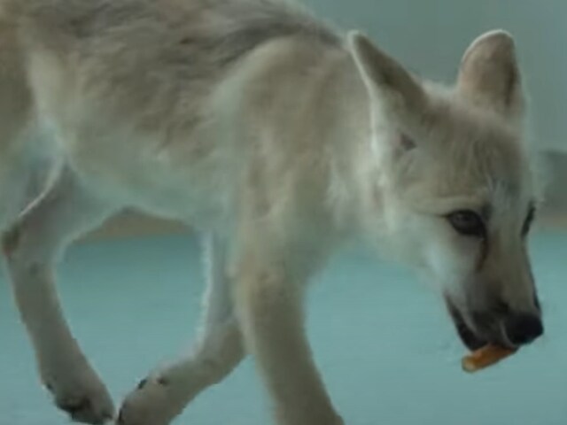 Scientists in China Create World's First Cloned Arctic Wolf - News18