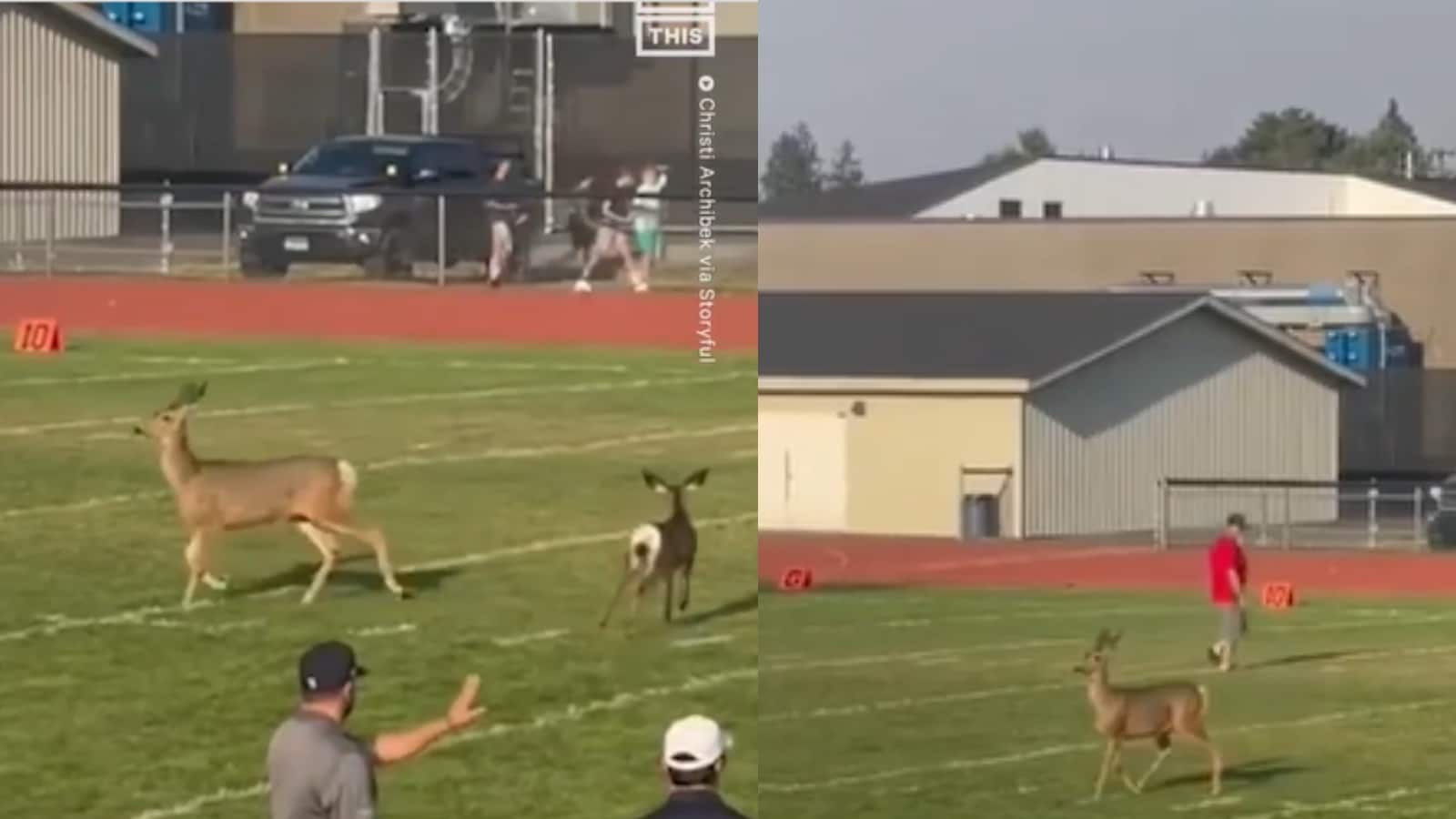 WATCH: Family of Deer Disrupts Football Game By Invading Field in US ...