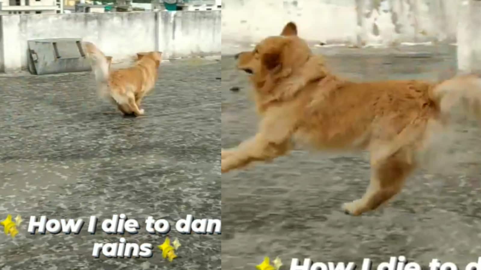 WATCH: Elated Pet Dog Runs to Terrace to Enjoy The Rain | Buzz News ...