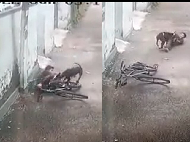 WATCH: Shocking Video Shows Stray Dog Attacking Class 7 Boy in Kozhikode, Kerala - News18