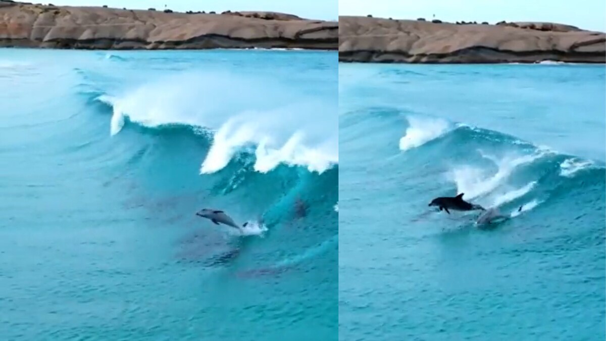 Dolphins Put On a Spectacular Surfing Show, Internet Finds it 'Relaxing ...