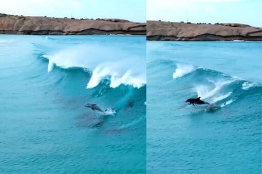 Dolphins Put On a Spectacular Surfing Show, Internet Finds it 'Relaxing ...
