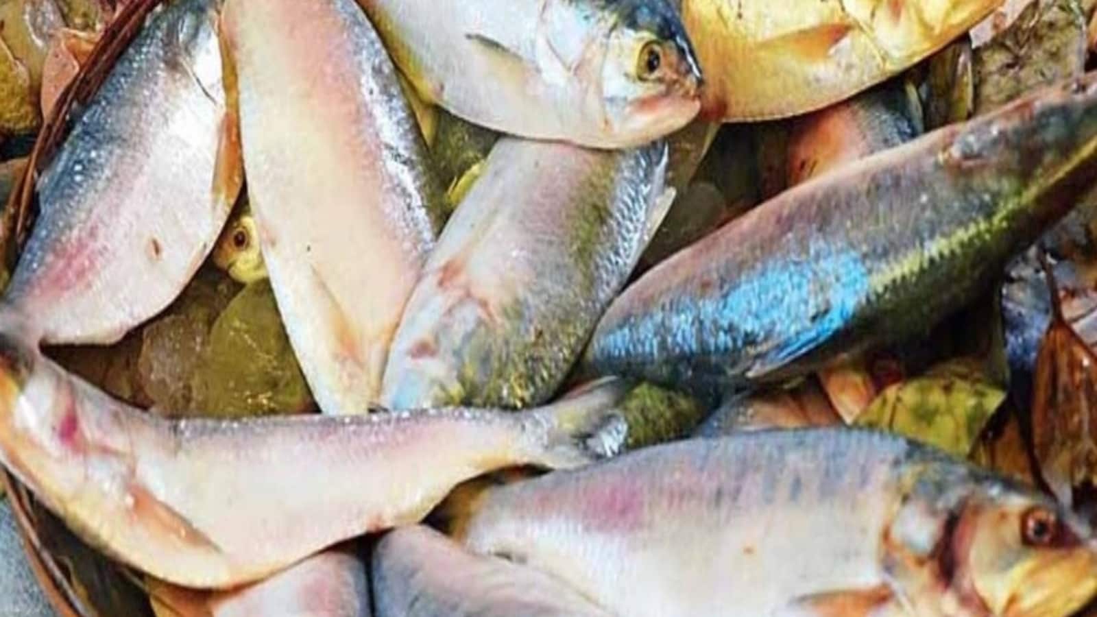 Teachers Contribute Money to Surprise Students by Adding Hilsa Fish in ...