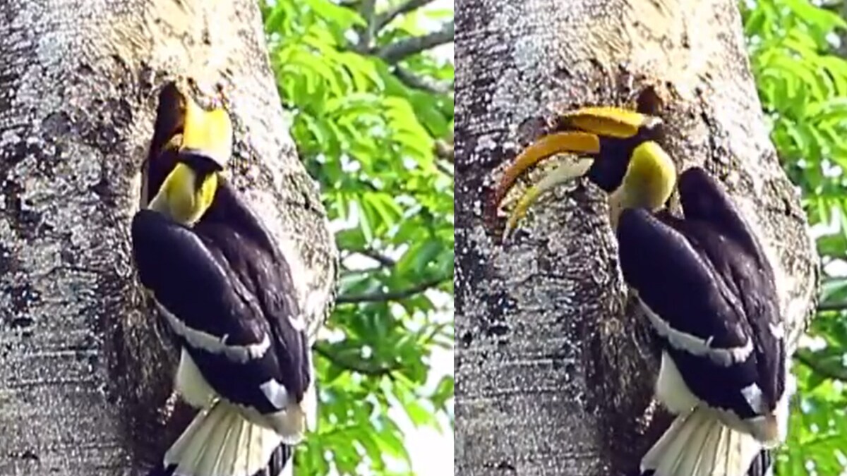 Male Great Hornbill Feeds Partner Inside Nest, Video Leaves Netizens ...