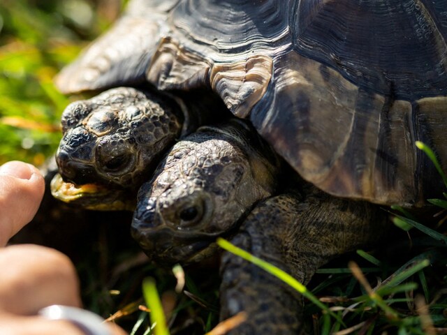 Janus, the Two-Headed Greek Tortoise, Celebrates 25th Birthday With ...