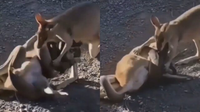 WATCH: Kangaroo Comes to Rescue His Mate Struggling in Python's Deadly Grip | Buzz News - News18
