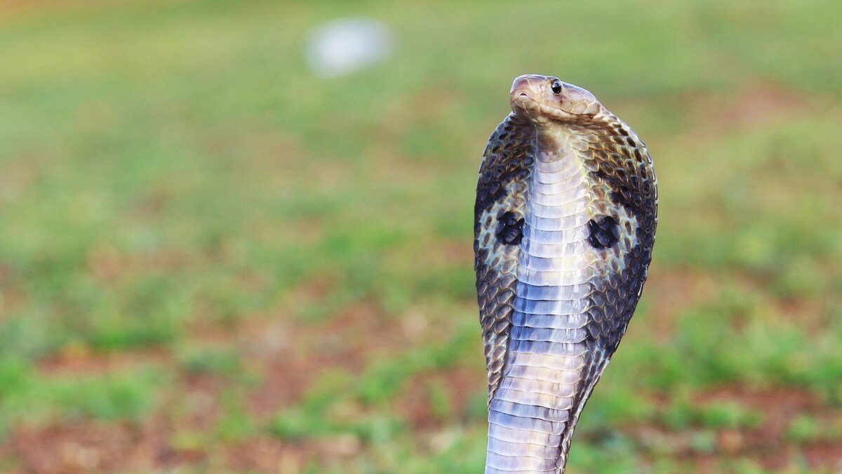10-foot-long King Cobra Rescued by Wildlife After Travelling in a Car ...