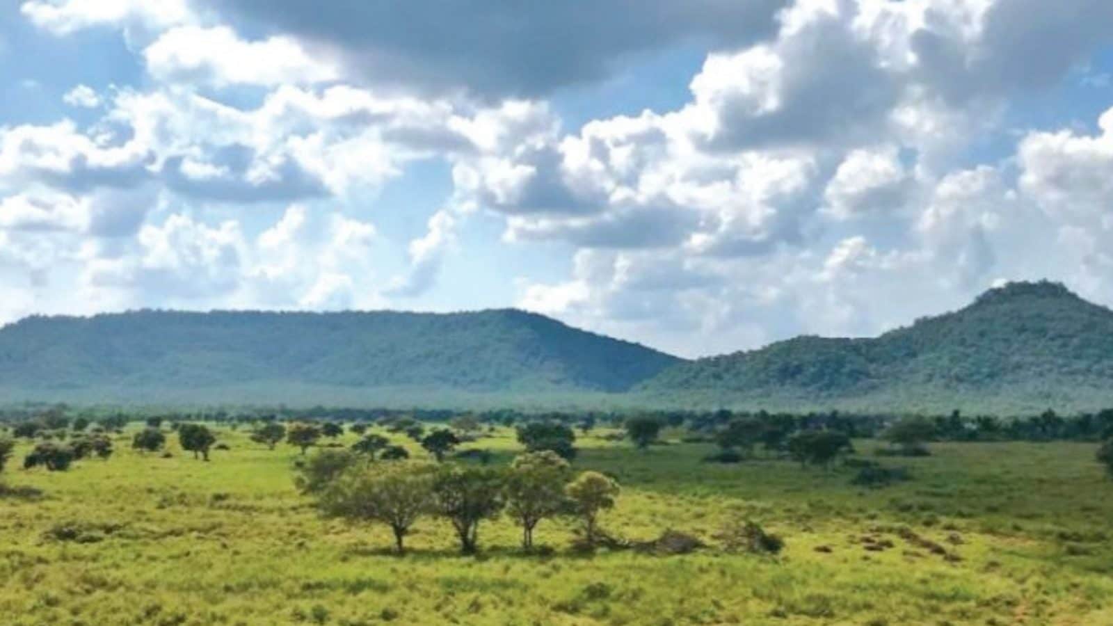 No Human Settlements, Thriving Prey Base: Why Kuno Was Picked as Home ...