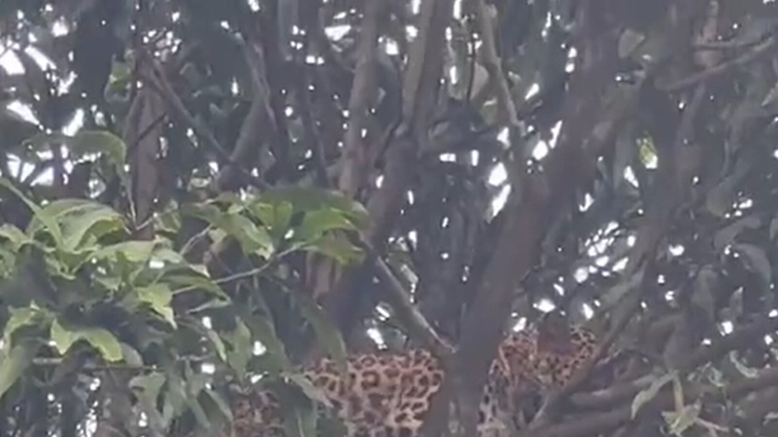 WATCH: Leopard Stuck On Tree Rescued After 8 Hours Of Struggle in This ...