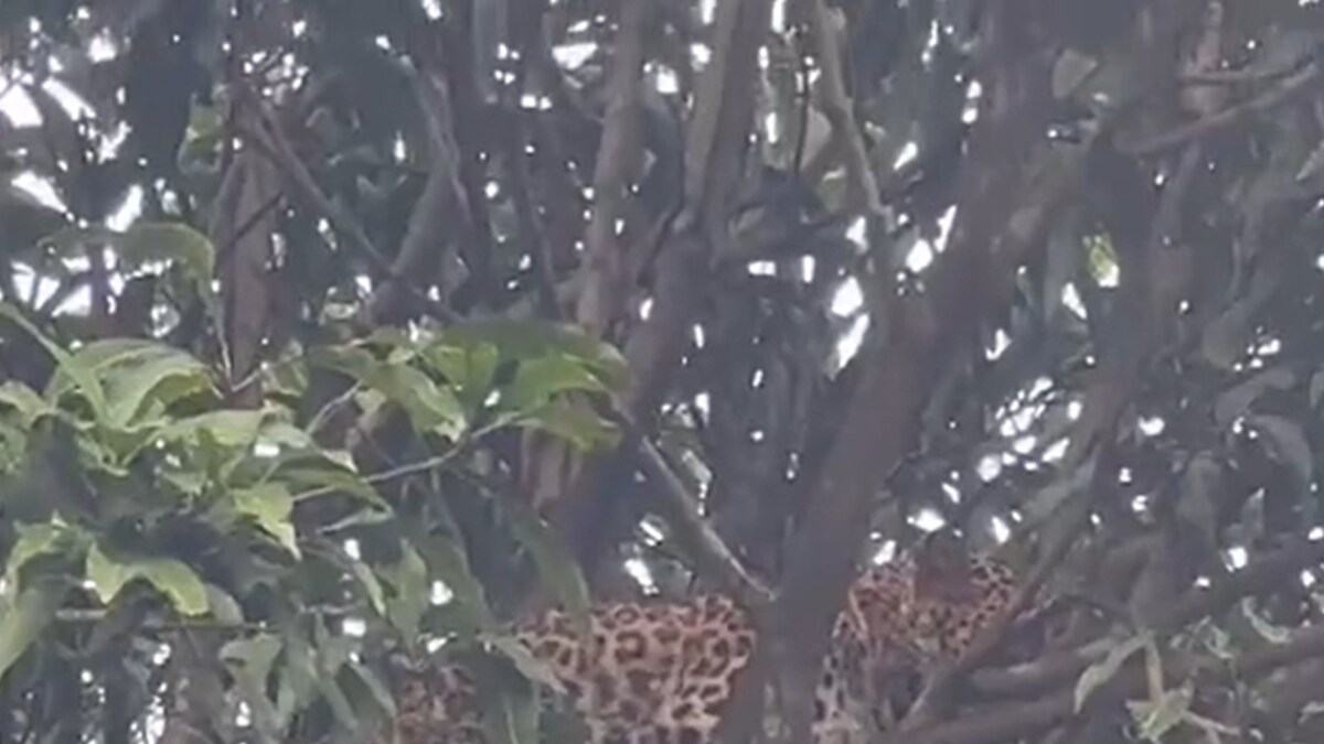 WATCH: Leopard Stuck On Tree Rescued After 8 Hours Of Struggle in This ...