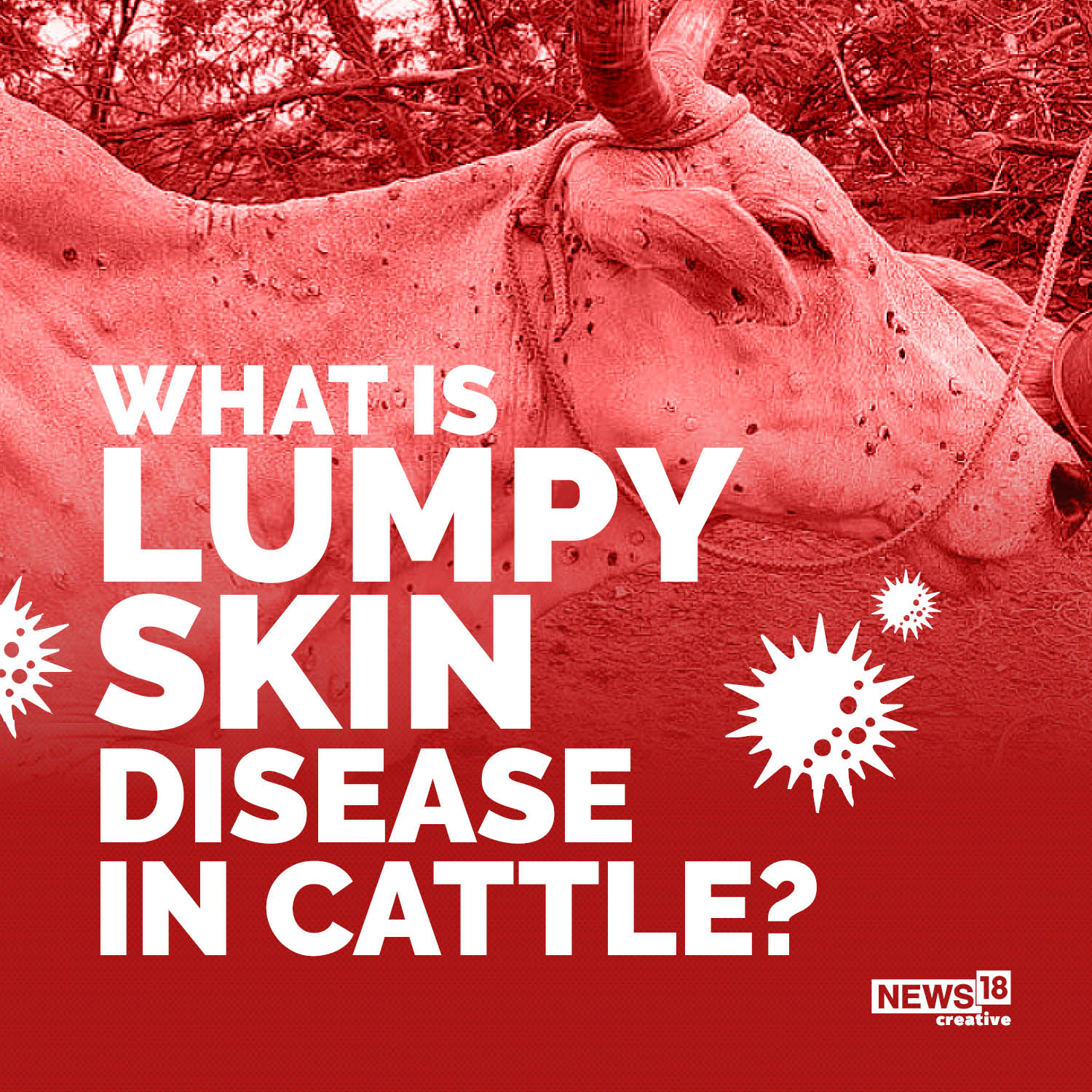What Is Lumpy Skin Disease That Affected Over 20 Lakh Cattle In India ...