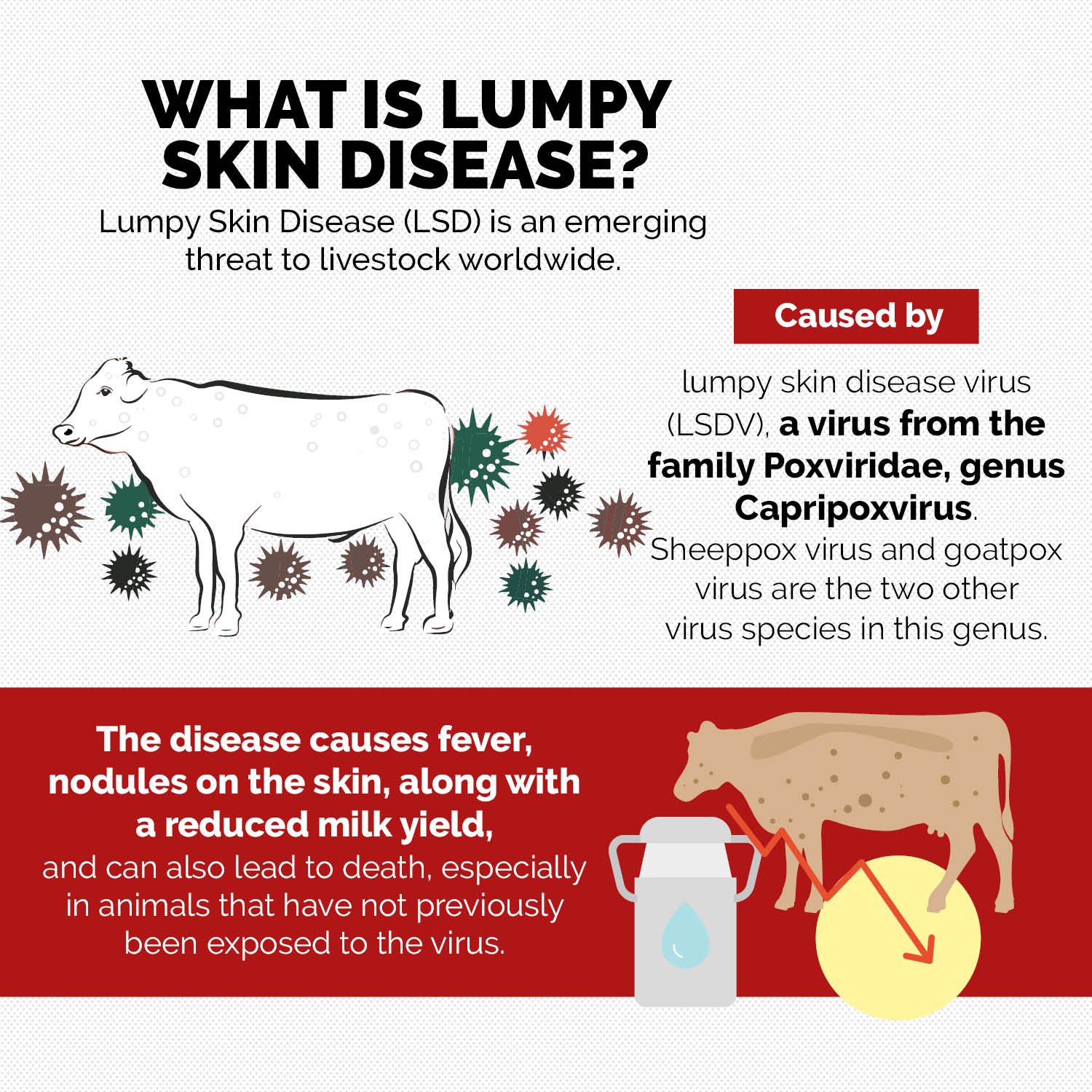 What Is Lumpy Skin Disease That Affected Over 20 Lakh Cattle In India ...