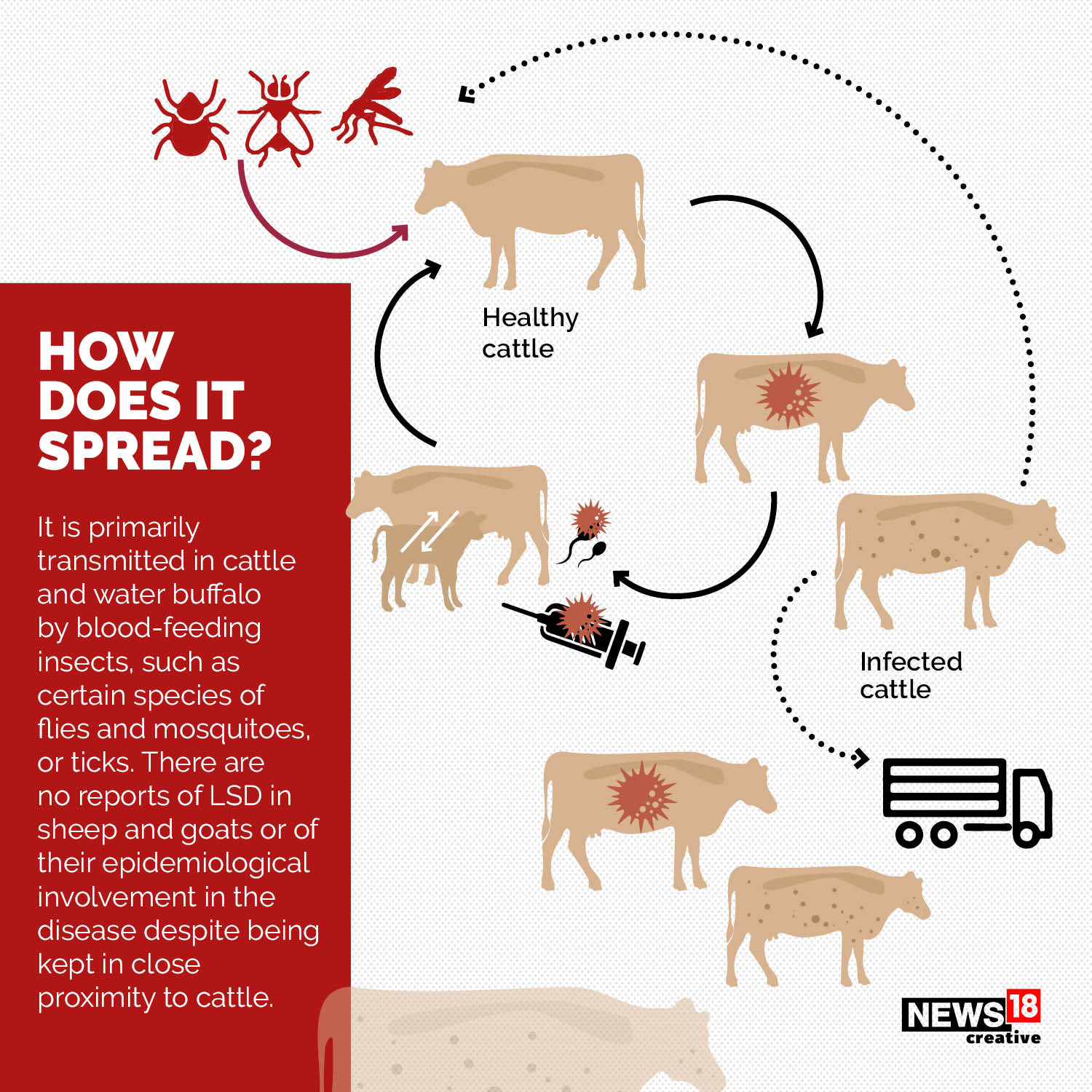 What Is Lumpy Skin Disease That Affected Over 20 Lakh Cattle In India ...