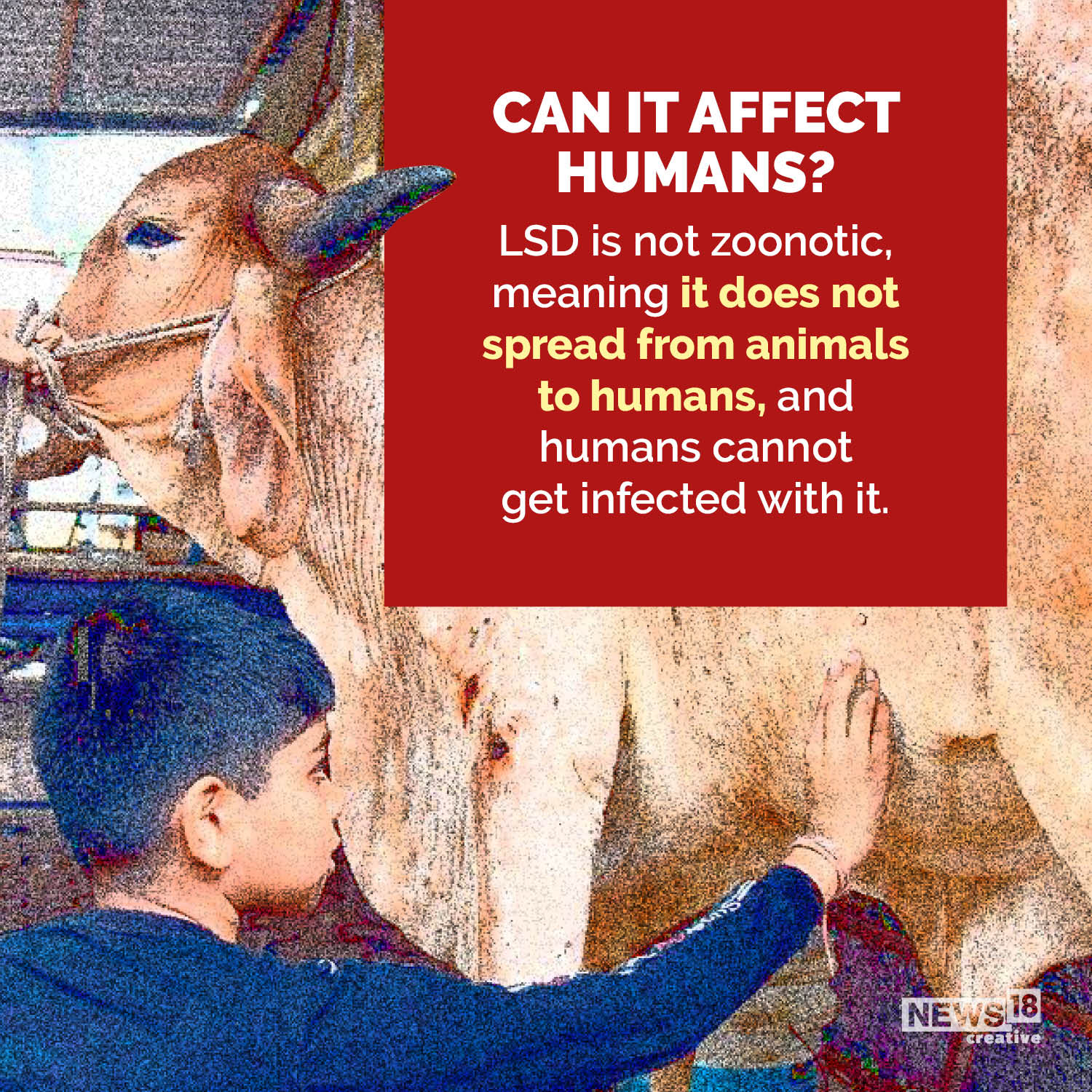 What Is Lumpy Skin Disease That Affected Over 20 Lakh Cattle In India Does It Affect Humans