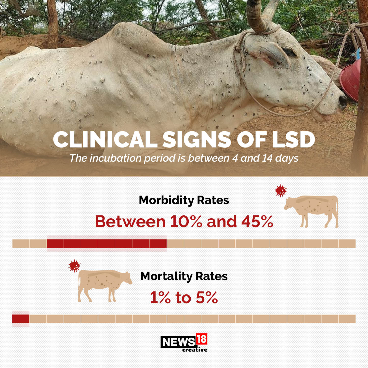 What Is Lumpy Skin Disease That Affected Over 20 Lakh Cattle In India ...