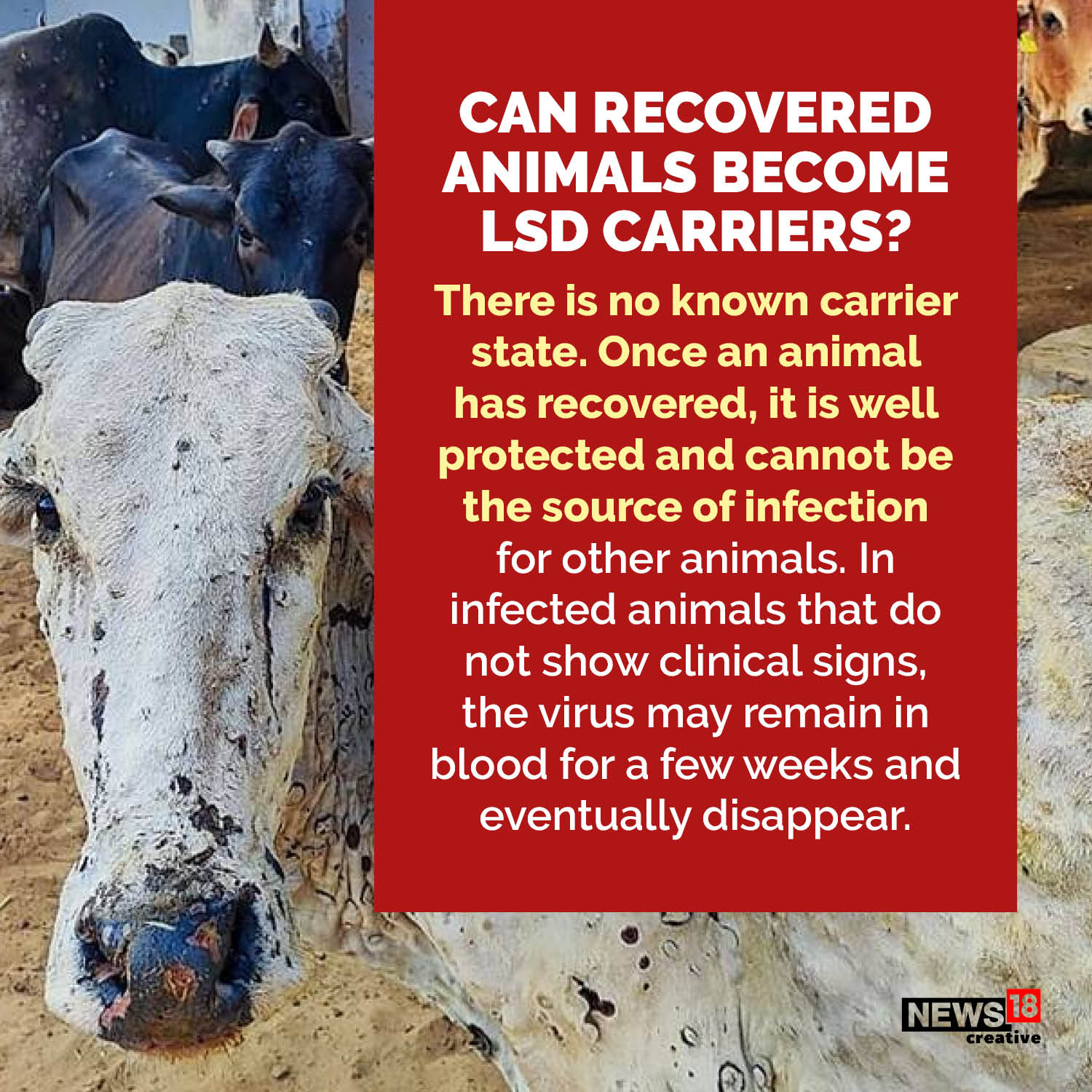What Is Lumpy Skin Disease That Affected Over 20 Lakh Cattle In India ...