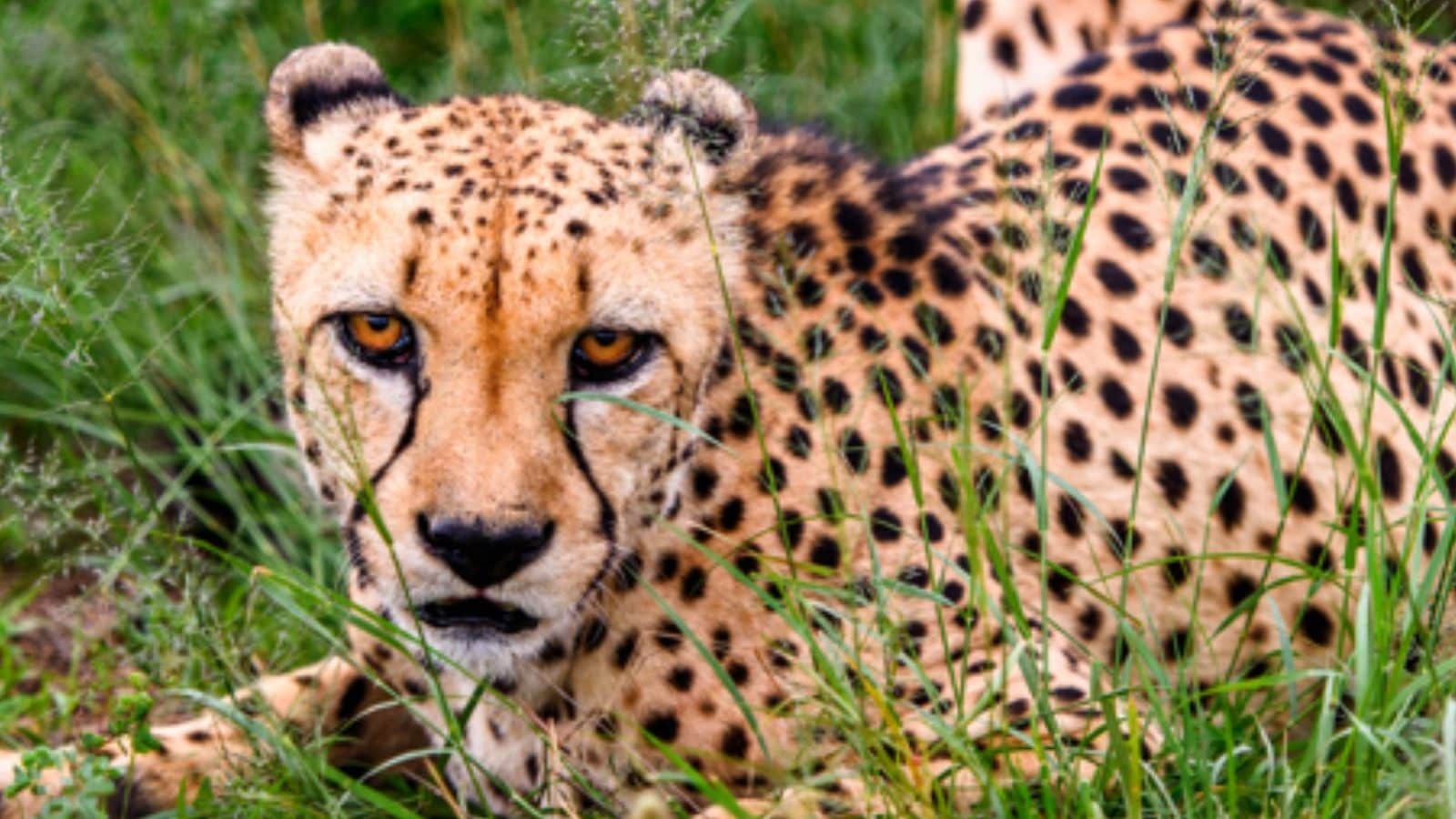In Jumbo Jet, 8 Wild Cheetahs from Namibia are Coming to India for ...