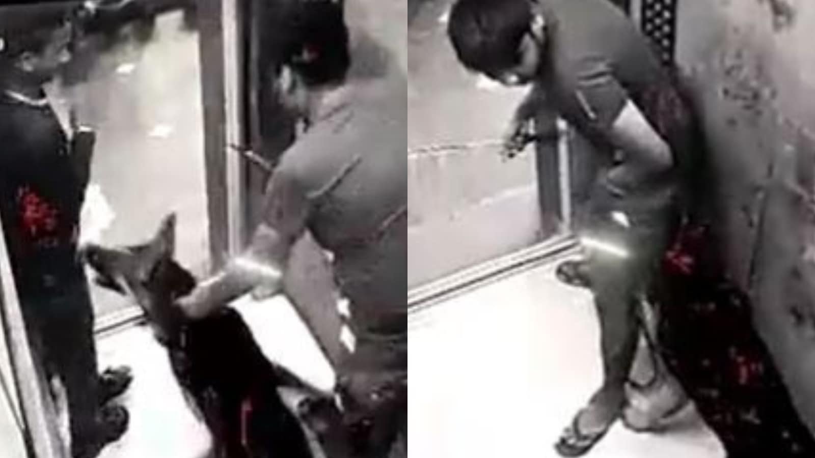 WATCH: Pet Dog Attacks Man in Noida Housing Society Lift Days After ...