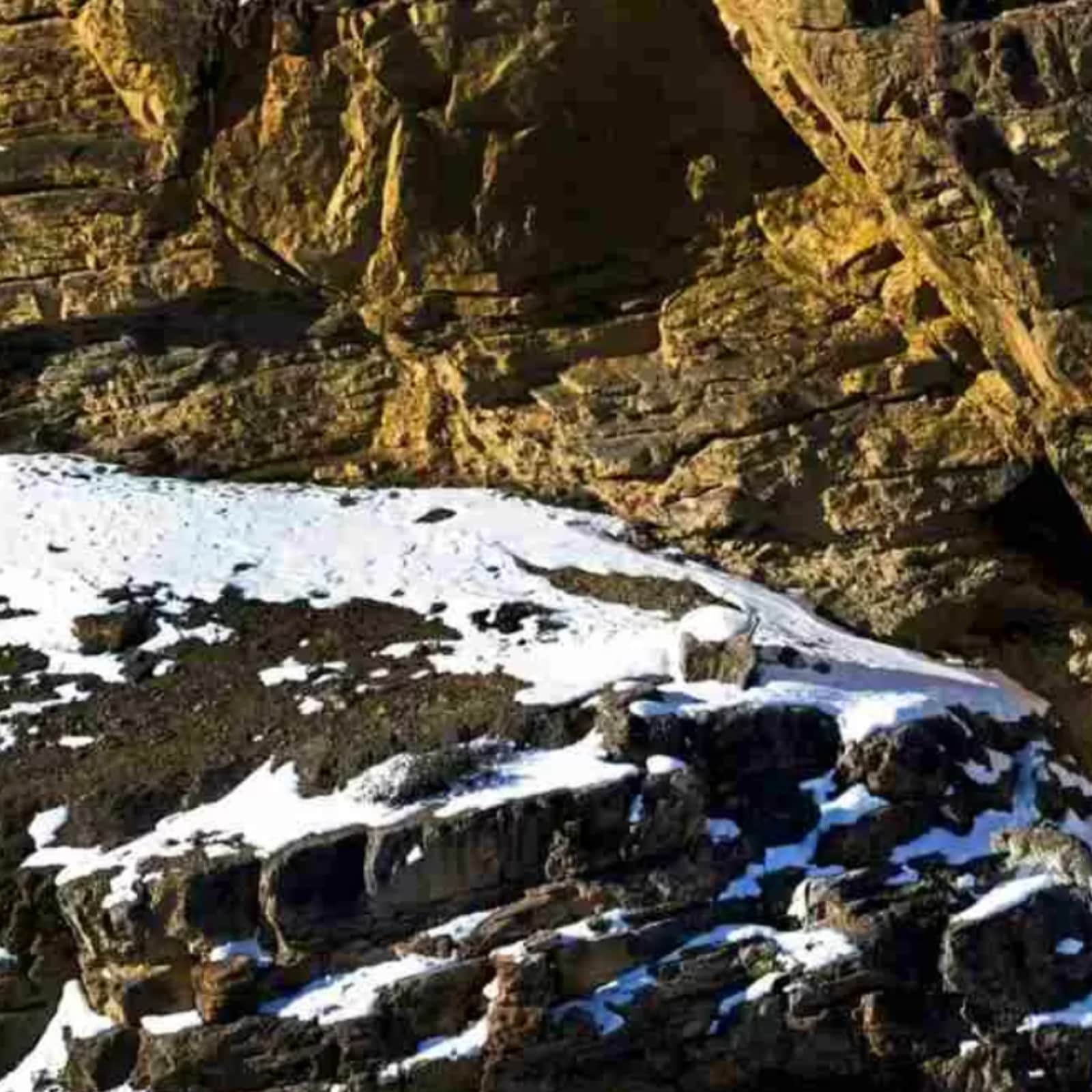 Optical Illusion: Can You Trace The Hidden Snow Leopard in 13 Seconds?