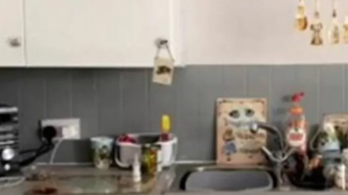 Optical Illusion: Can You Spot The Hidden Cat in This Pic in Less Than ...