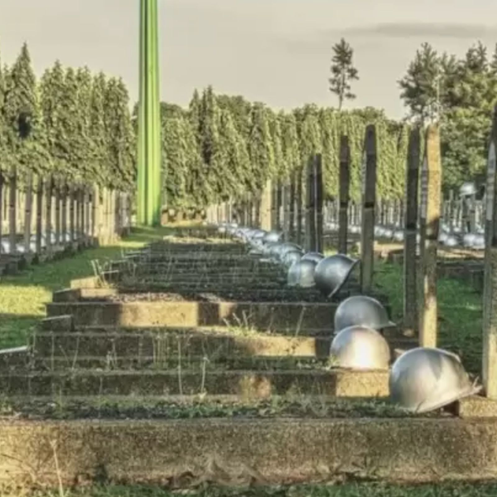 Optical Illusion: Can You Spot the Hidden Snake in This Pictorial ...