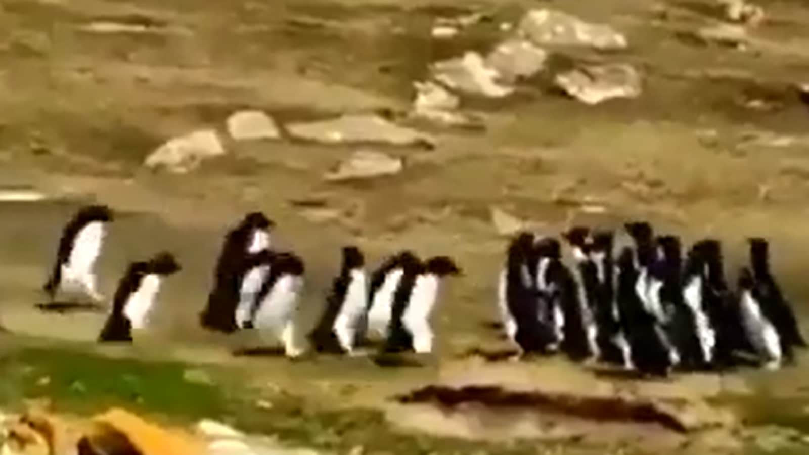 WATCH: Two Penguin Groups Meet and Greet Each Other in Adorable Video ...