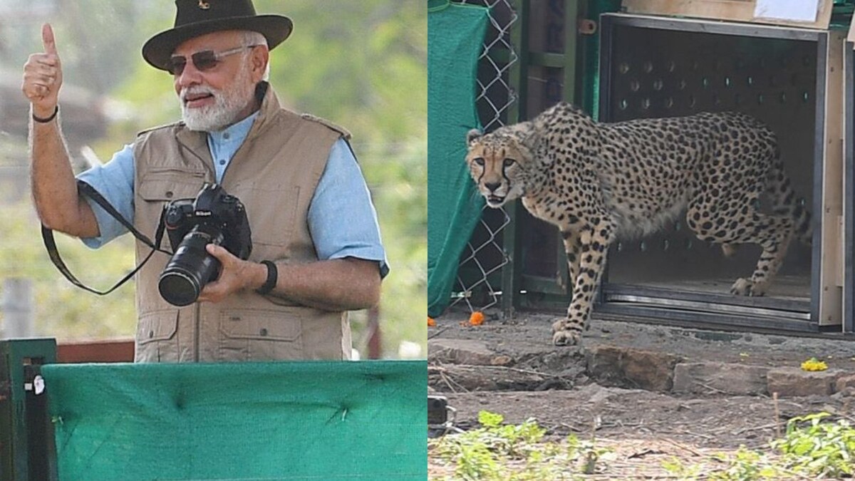 Cheetahs at KNP: Villagers Fear Land Acquisition, Human-animal Conflict ...