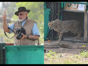 Year of Cheetah and High-speed Trains: Here Are Projects Under Modi ...