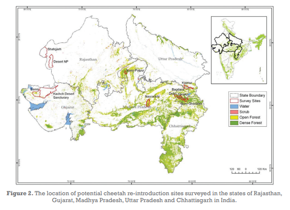 No Human Settlements, Thriving Prey Base: Why Kuno Was Picked as Home ...