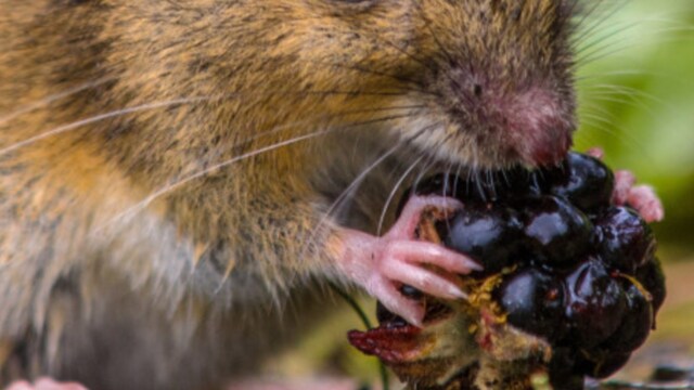 These Mice in the Andes Could Be Under Threat from Climate Change, Here ...