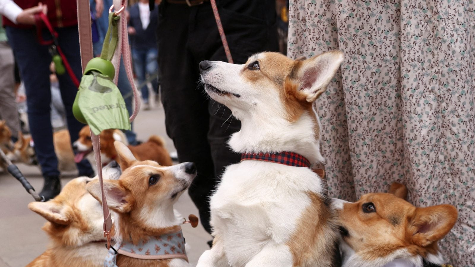 Prince Andrew, Ex-Wife Sarah to Look after Queen Elizabeth II’s Corgis ...
