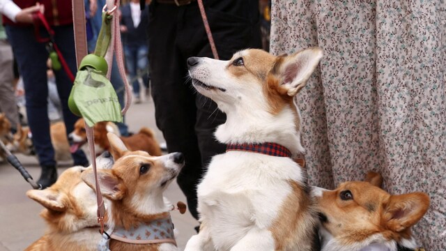 Prince Andrew, Ex-Wife Sarah to Look after Queen Elizabeth II’s Corgis ...