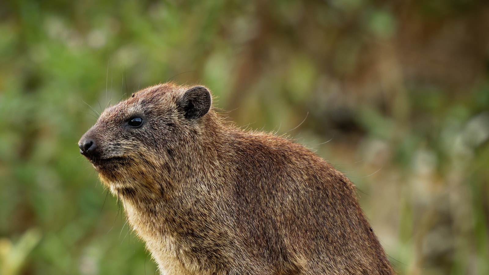 Singing Well Helps the Rock Hyrax Find a Mate, Here's How - News18