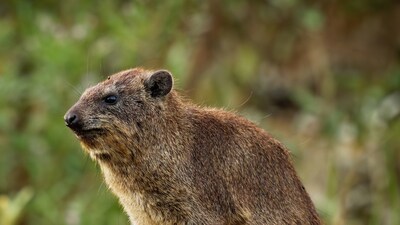 Singing Well Helps the Rock Hyrax Find a Mate, Here's How | Buzz News ...