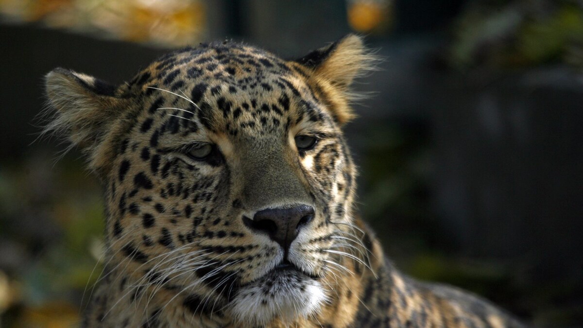 Leopard Captured in Mumbai's Aarey Colony, 2nd Feline to Be Caught in 5 ...