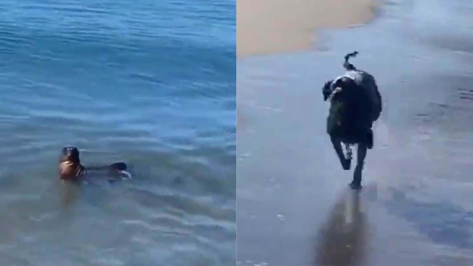 WATCH: It's Seal vs Dog in a Game of 'Catch The Ball' at The Beach in ...