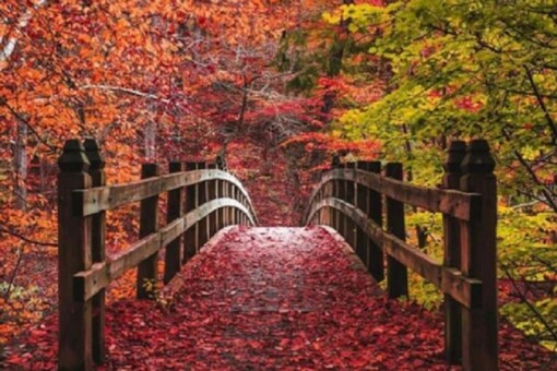 Sharad Ritu 2022: What to Eat and Avoid in Autumn - News18