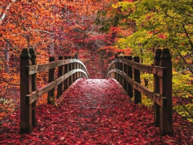 Sharad Ritu 2022: What to Eat and Avoid in Autumn - News18