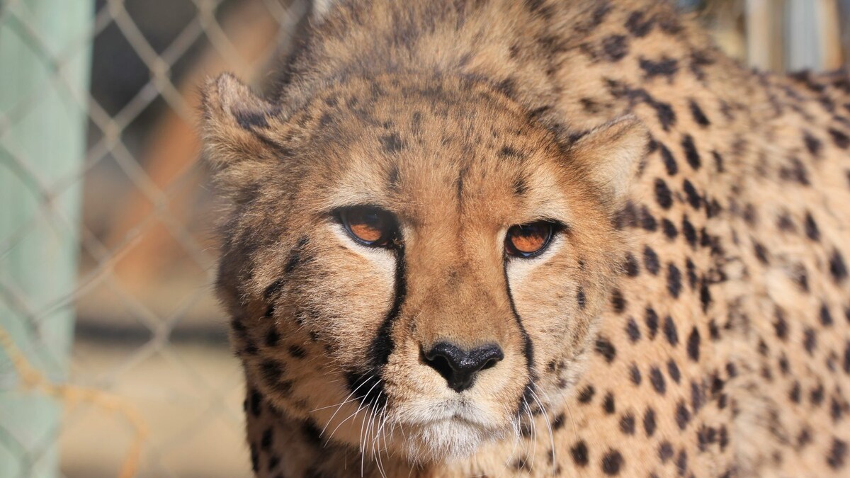 MP: Cheetahs Fit and Fine in KNP Quarantine; Task Force Meet on October ...