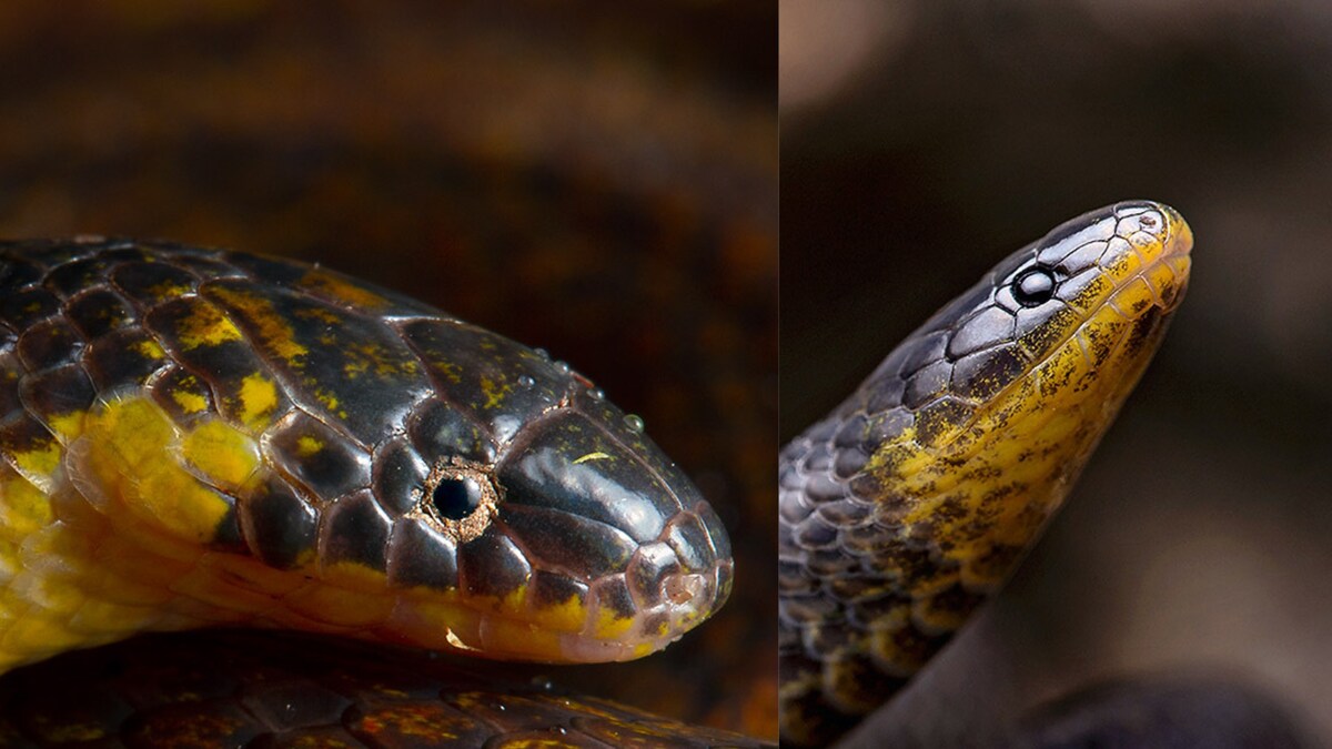 Three New Species of Snake Discovered at Graveyards and Churches in ...